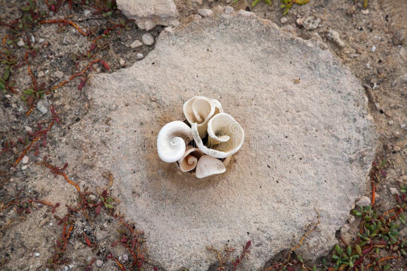 Shells Caribbean Sea Tropical Coast Stock Image - Image of travel ...
