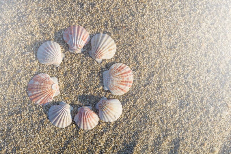 Shells Circularly Arranged on Sand at the Beach Stock Photo - Image of ...