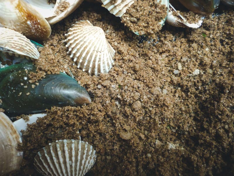 Shells and Sand Covered in Sand Stock Photo - Image of closeup, holiday ...
