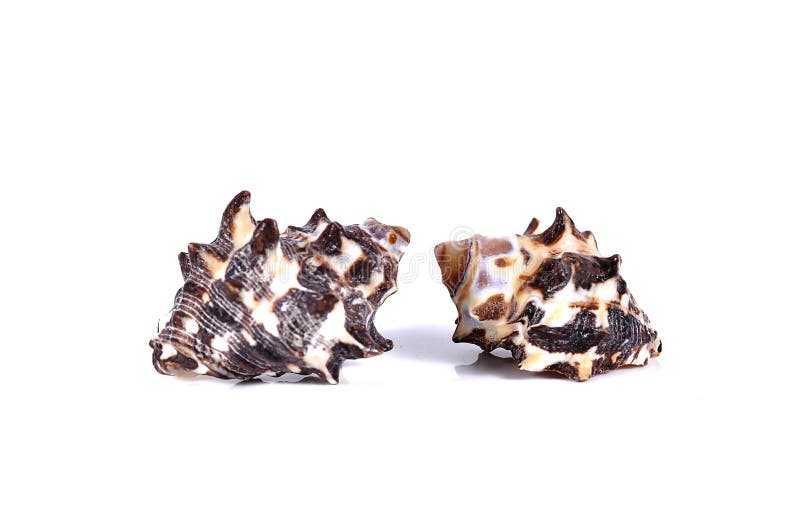 Shells Close Up on White Background Stock Photo - Image of wildlife ...