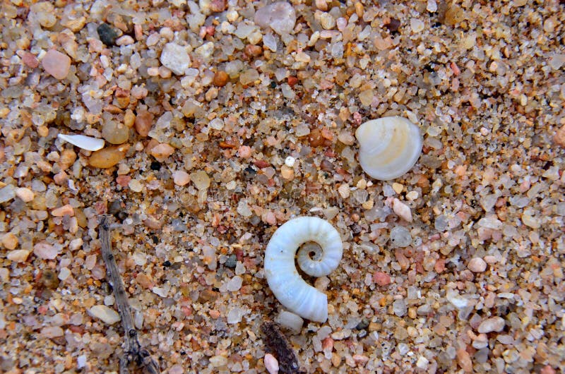 Shells, Coarse Grained Sea Salt and Peppercorns Stock Photo - Image of ...