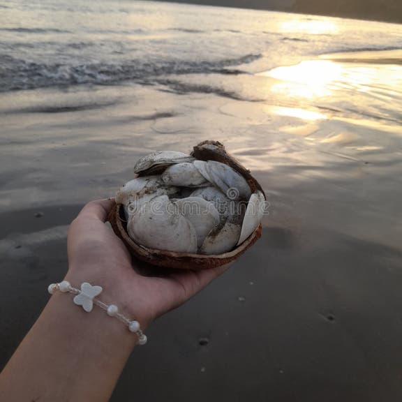 Shells in Coconut Shells on the Beach with Small Waves and Sunset Stock ...