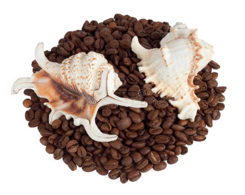 Shells in coffee beans stock photo. Image of shell, water - 21258996