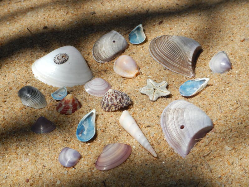 Shells Collected on a Beach in Sri Lanka Stock Photo - Image of natural ...