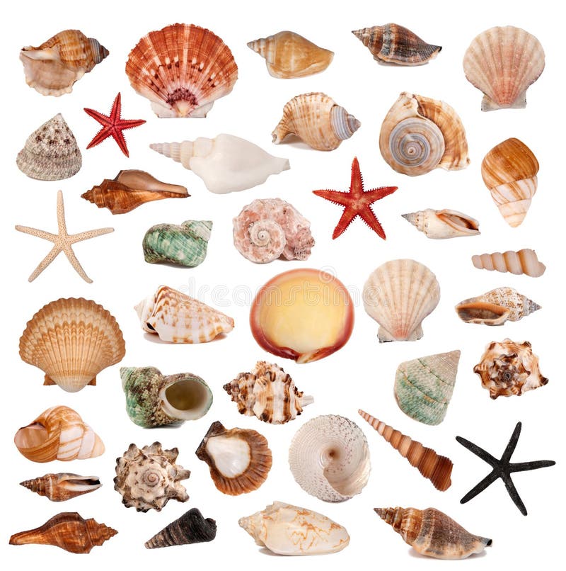 Shells collection stock photo. Image of ocean, vacation - 16666404