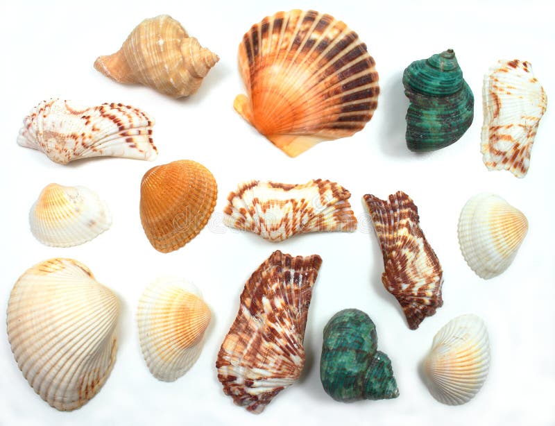 Seashells collection stock image. Image of collection - 4635813