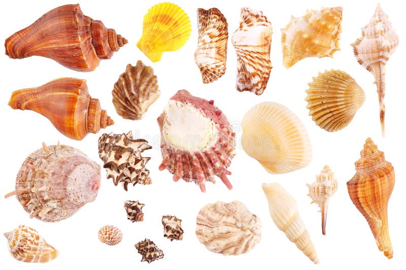 Shells collection stock photo. Image of ocean, vacation - 16666404