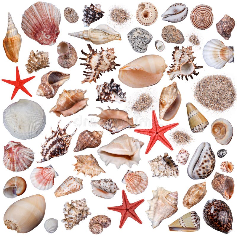 Shells collection stock photo. Image of mollusk, scallop - 50035560