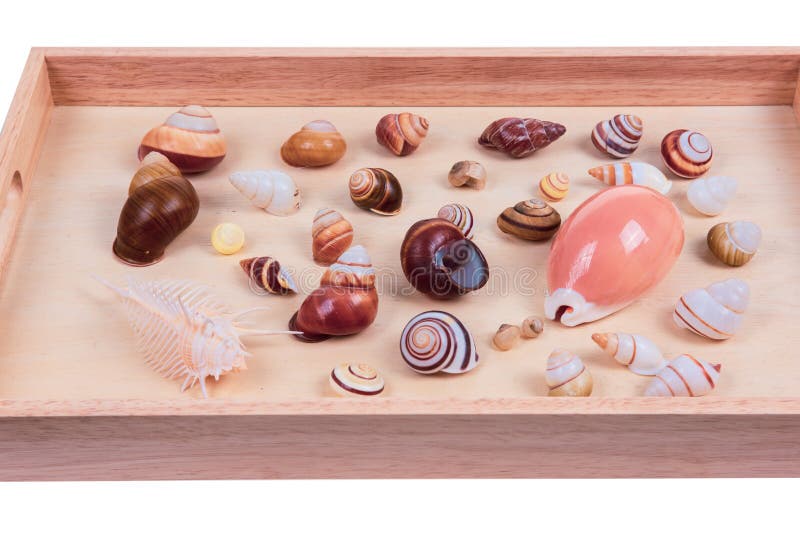 Sea Shells Collection Isolated On White Background. Stock Photo - Image ...