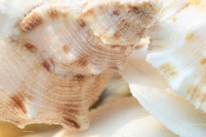 Shells Composition in Aquarium Stock Photo - Image of composition ...
