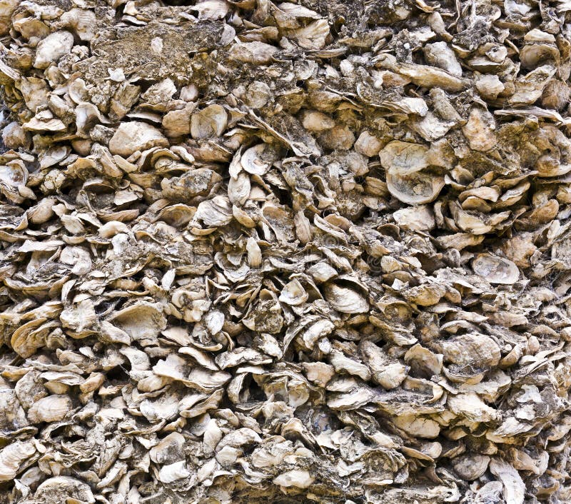 Shells in Concrete As Building Material Stock Image - Image of dead ...
