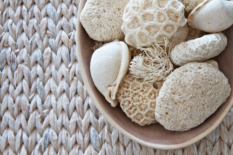 Shells and coral stock image. Image of objects, fossil - 23235649