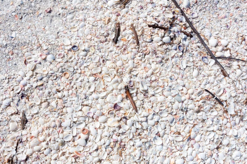Shells Covering the Beach at Lighthouse Beach Park in Sanibel, Florida ...