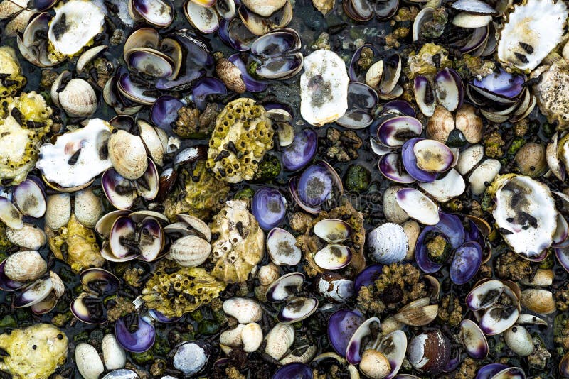 Shells Covering the Ground Full Texture Stock Image - Image of macro ...