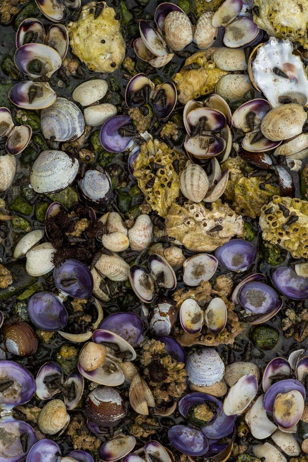 Shells Covering the Ground Full Texture Close Up Stock Photo - Image of ...