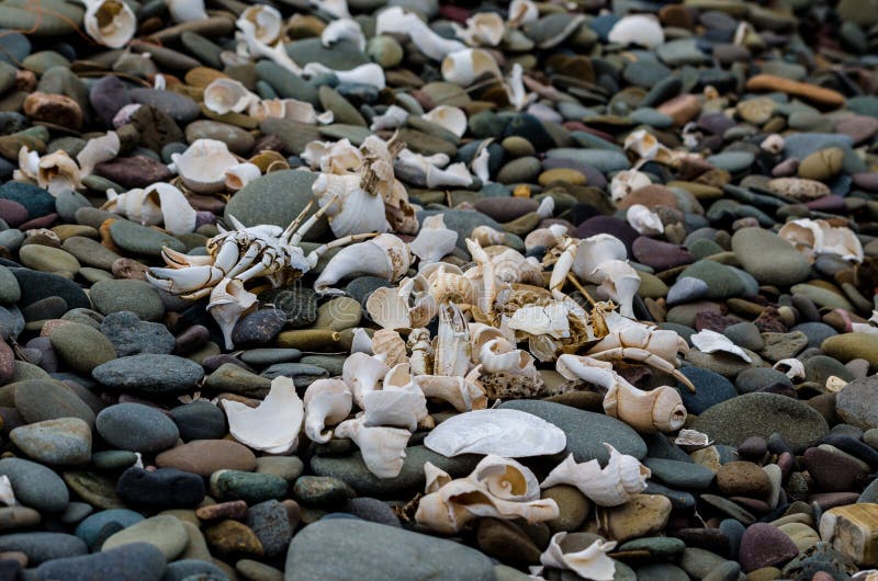 Shells and Crustacean Remains on Beach Stock Photo - Image of bleached ...