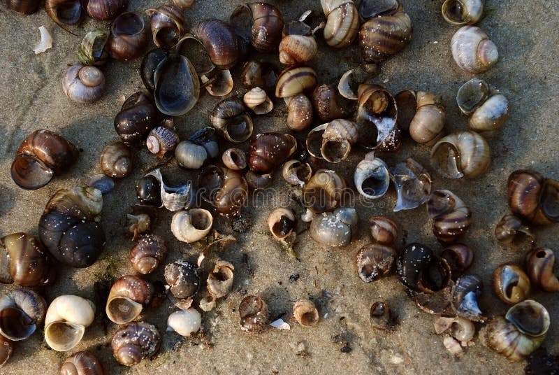 Shells with a Curl River of Various Colors on the Sandy Bank of the ...