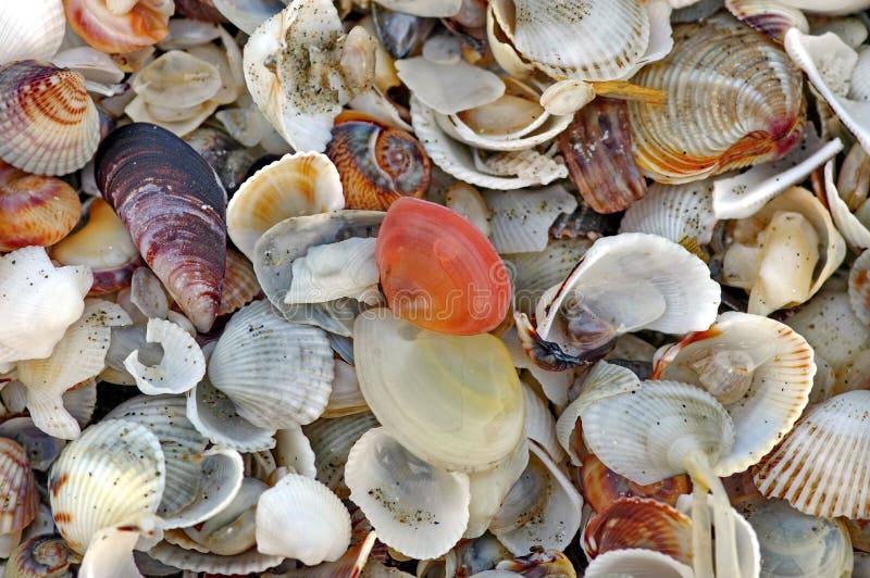 Wallpaper. Background with Colored Shells Stock Photo - Image of colors ...