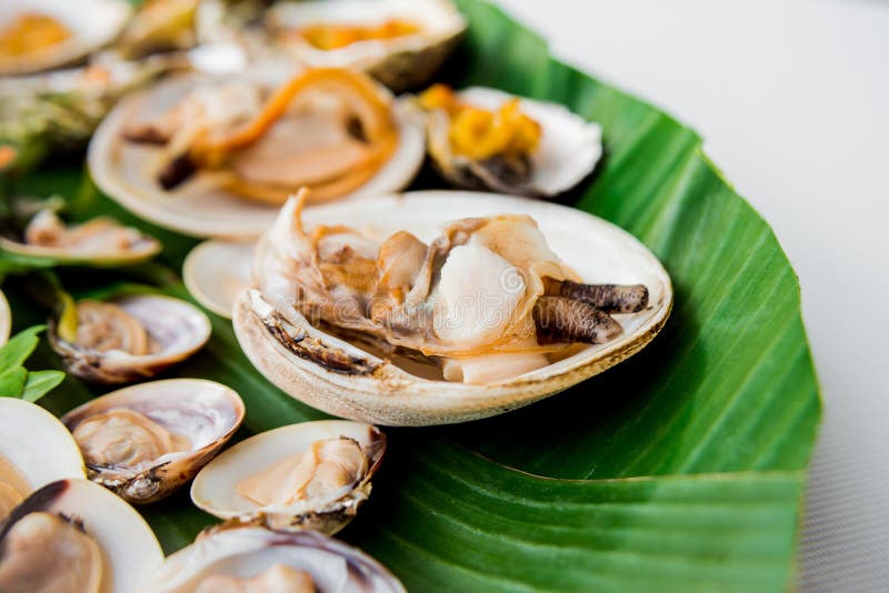 Shells on the dish stock image. Image of invertebrate - 65043825