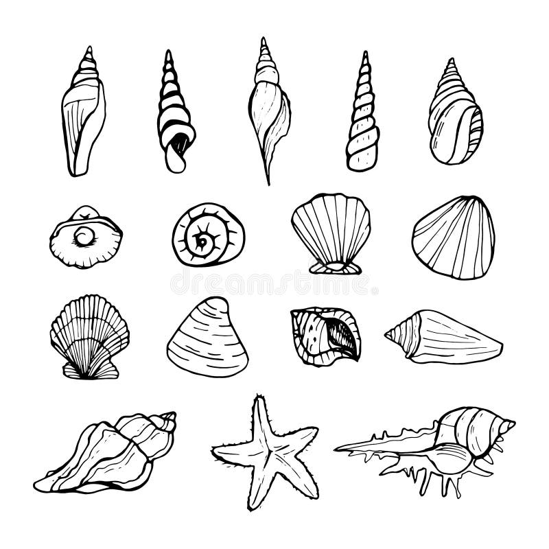 Shells Doodle Set. Hand-drawn Vector Sea Sell Stock Vector ...