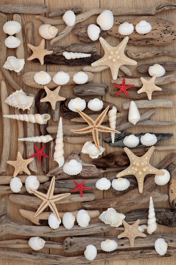 Shells and Driftwood stock image. Image of starfish, wood - 62270679