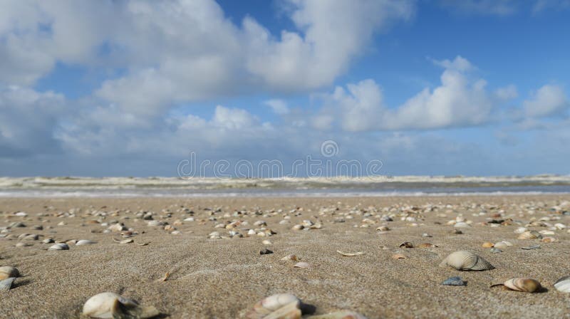 Shells on the Dutch beach stock photo. Image of strandgezicht - 89998028