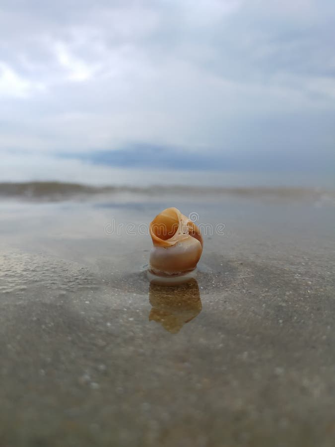Shells Embedded in the Rocks on the Beach Stock Photo - Image of fossil ...