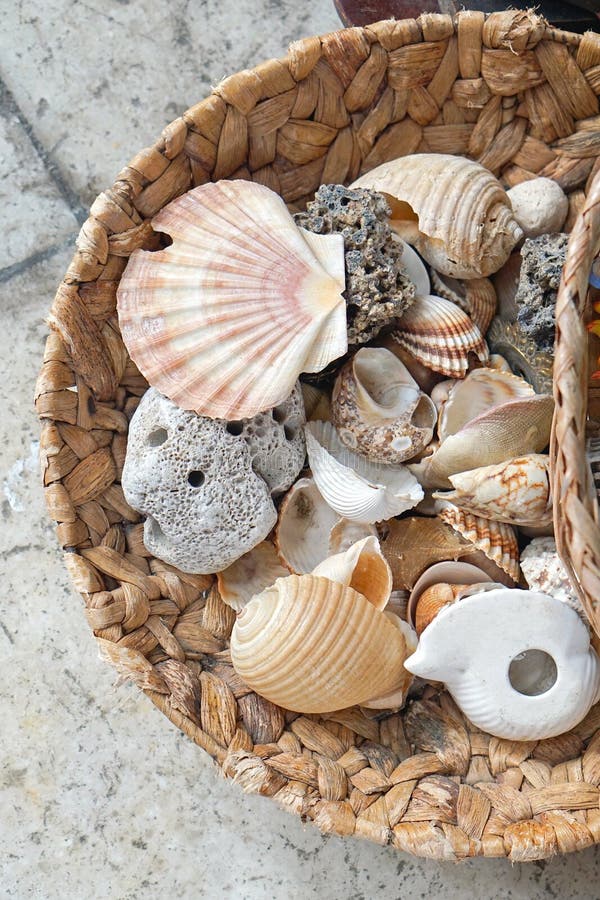 Shells stock photo. Image of shells, decor, seashell - 56786976