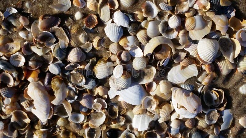 Shells. Poor Environment stock image. Image of baltic - 184573031