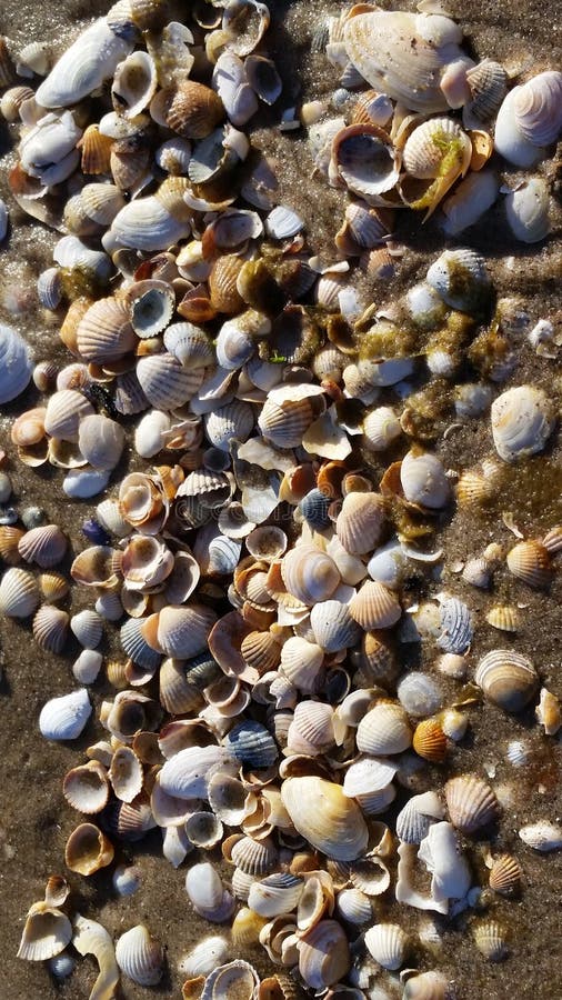 Shells and Environmental Waste Stock Photo - Image of ashore, nature ...