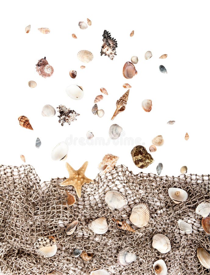 Shells Falling on a Fishing Net Stock Image - Image of catcher, mollusk ...