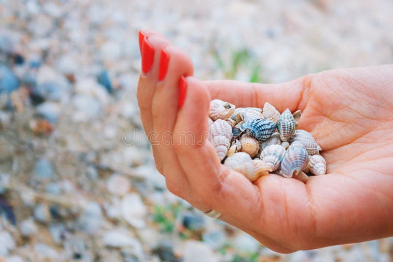 Shells in the female hand stock photo. Image of texture - 131921820