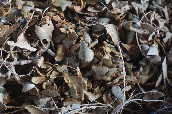 Shells and Fibers of Tamarinds Stock Photo - Image of wallpaper, fibers ...