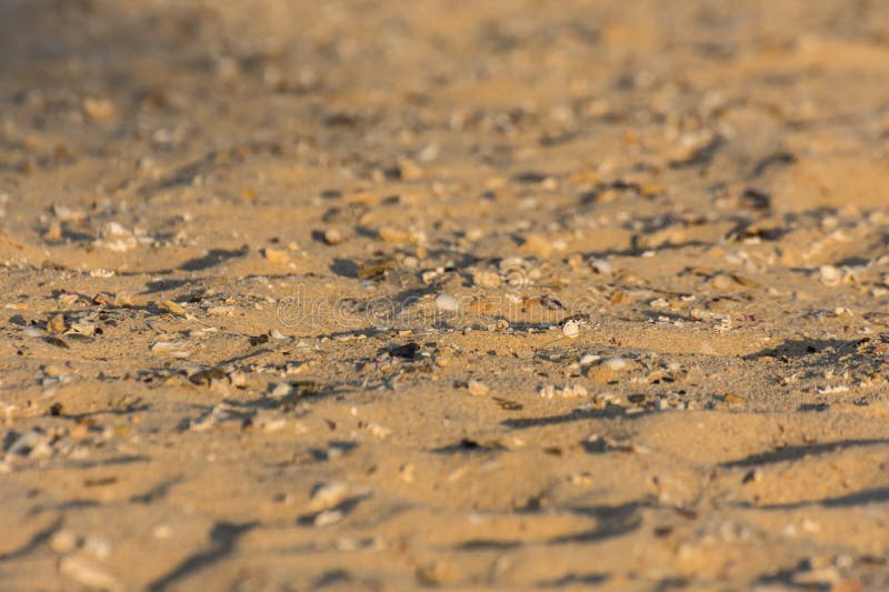 Shells in the Fine Sand from a Beach on Vacation Stock Photo - Image of ...
