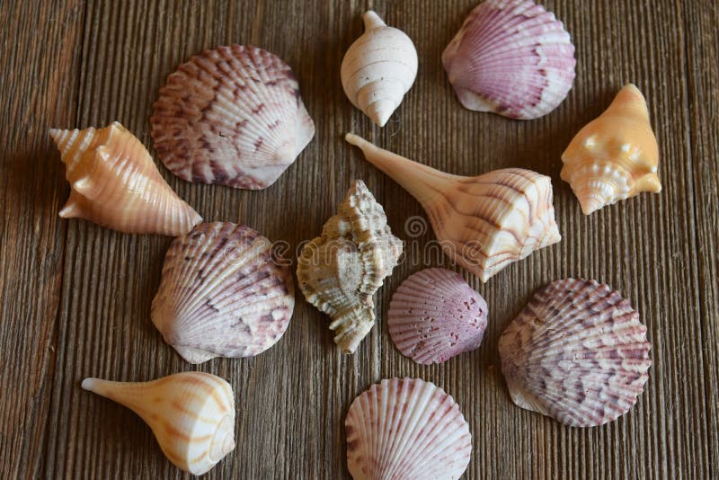Interesting Textured Sea Shells Grouped for Display Stock Photo - Image ...
