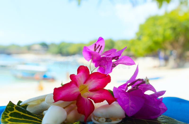 Shells and flowers stock image. Image of holidays, mollusk - 60774929