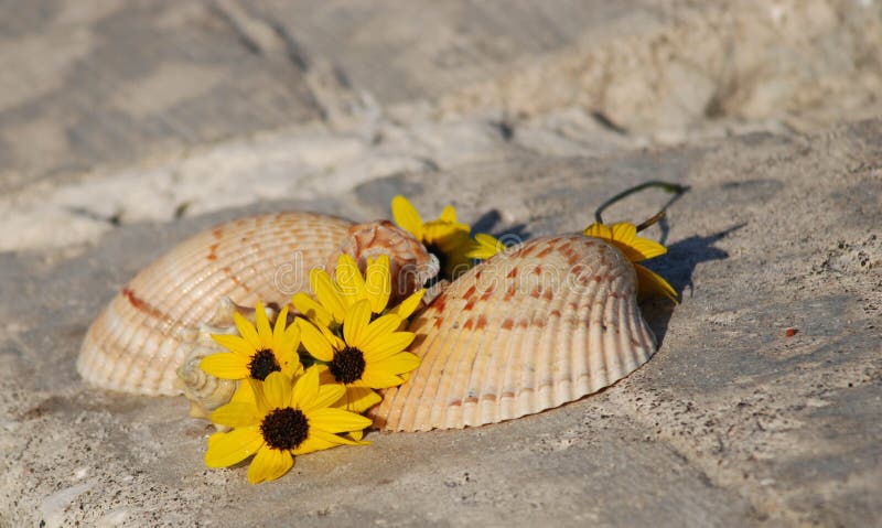 Shells and flowers stock photo. Image of positioning - 32471374