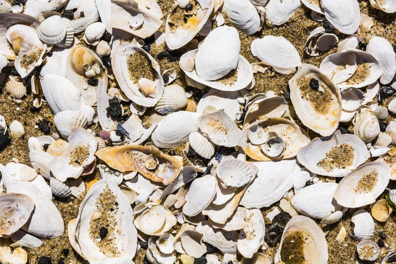 Shells Form a Natural Pattern. Stock Image - Image of scattered, sand ...