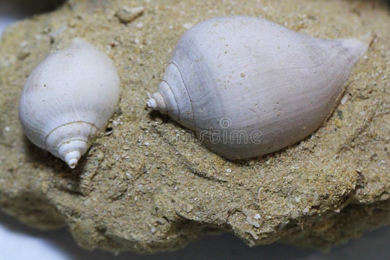 Sea Shells Fossil Imprint on Stone, Petrified Prehistoric Extinct ...