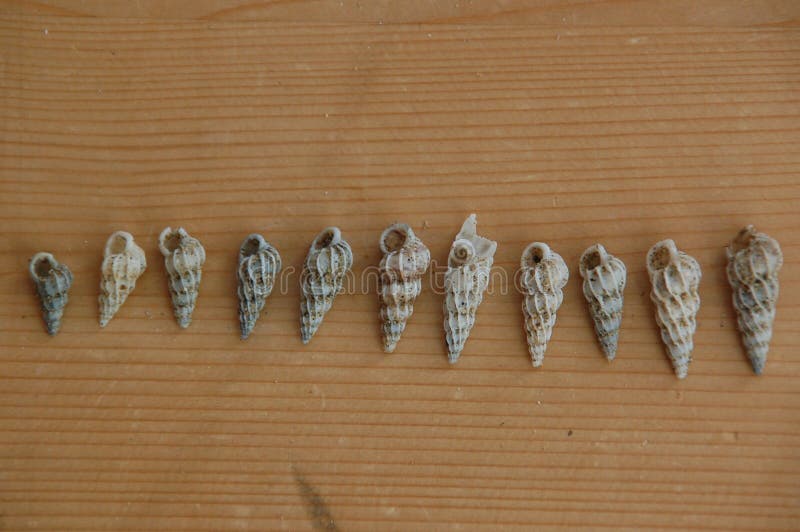 Shells stock photo. Image of found, shells, ocean, beach - 43281070