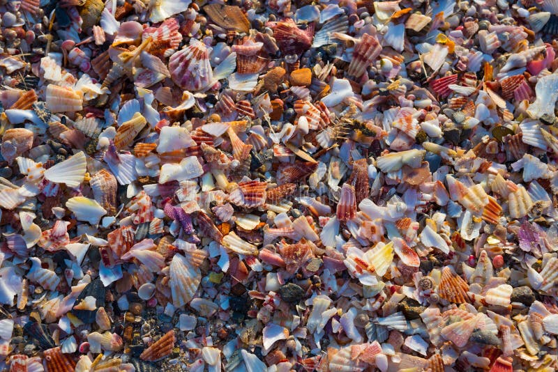 Shells Fragments on the Beach Stock Image - Image of nature, beach ...