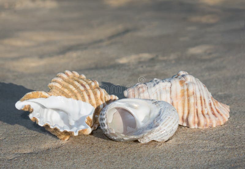 Shells on Full Sand Background Stock Image - Image of holiday, shore ...
