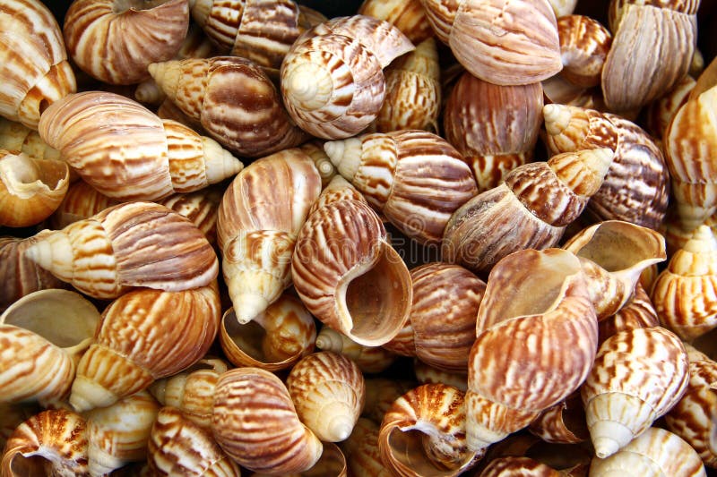 Shells of Giant African Snail, or Achatina As Background Stock Photo ...