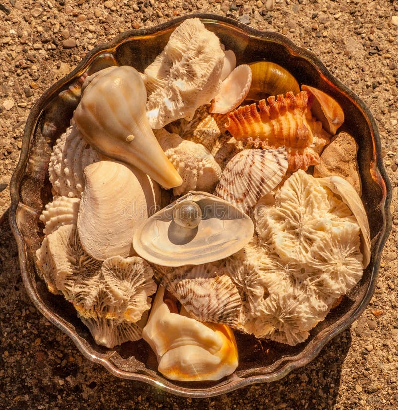 Shells in Glass Bowl on Sand Stock Image - Image of shades, shapes ...