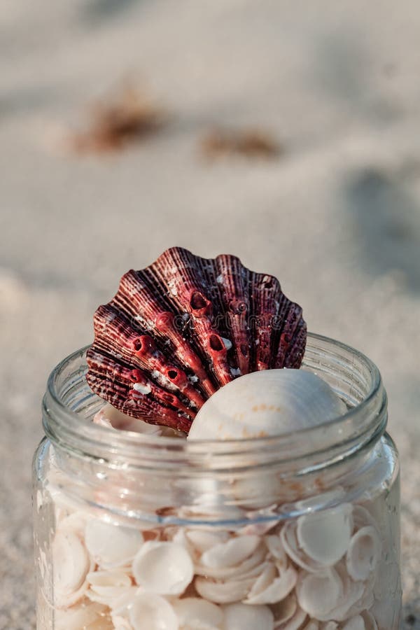 Shells in a Glass Jar on the Sand Beach, Tropical Vacation Concept ...