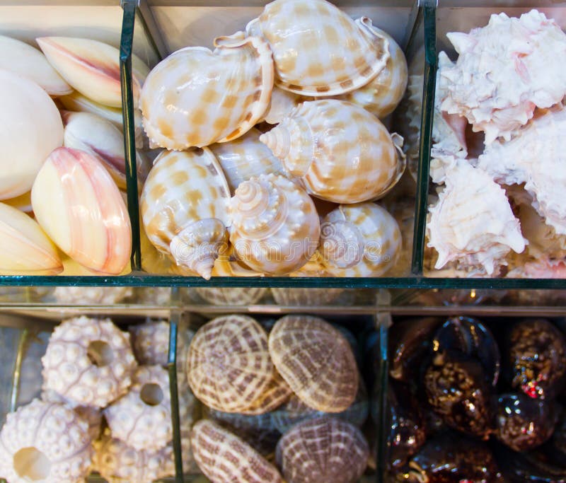 Shells stock photo. Image of collection, holiday, cockle - 32973560