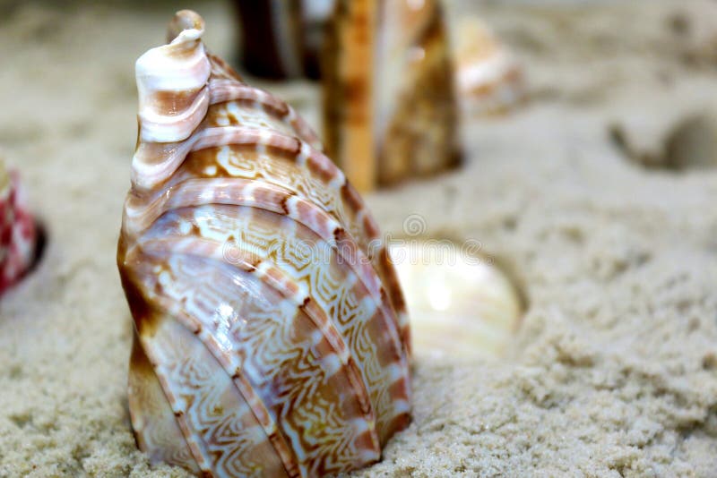 Ocean Yellow Sand and Seashells. Shells on the Golden Sand on the Sea ...