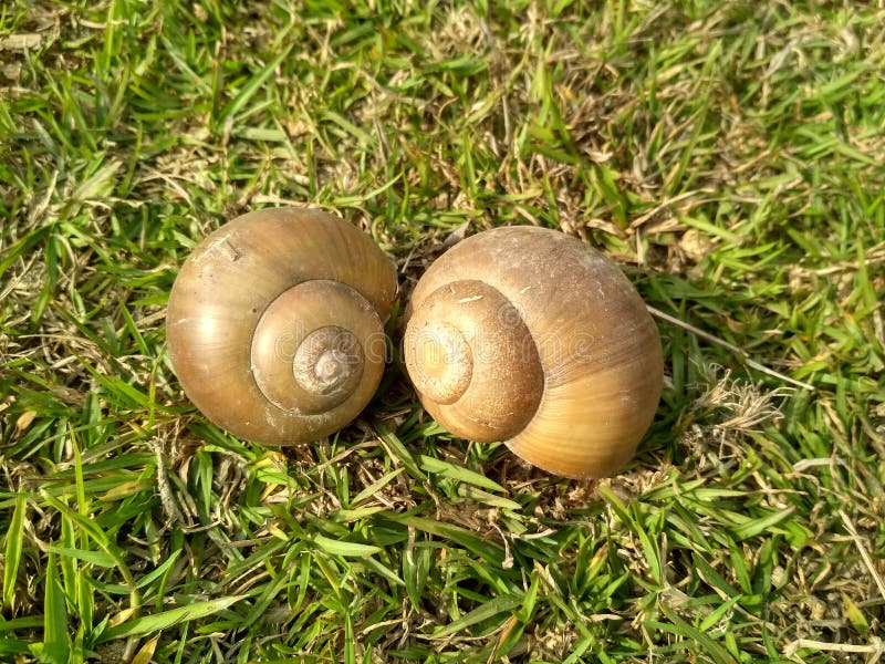 Shells on grass stock photo. Image of nature, shells - 174210734