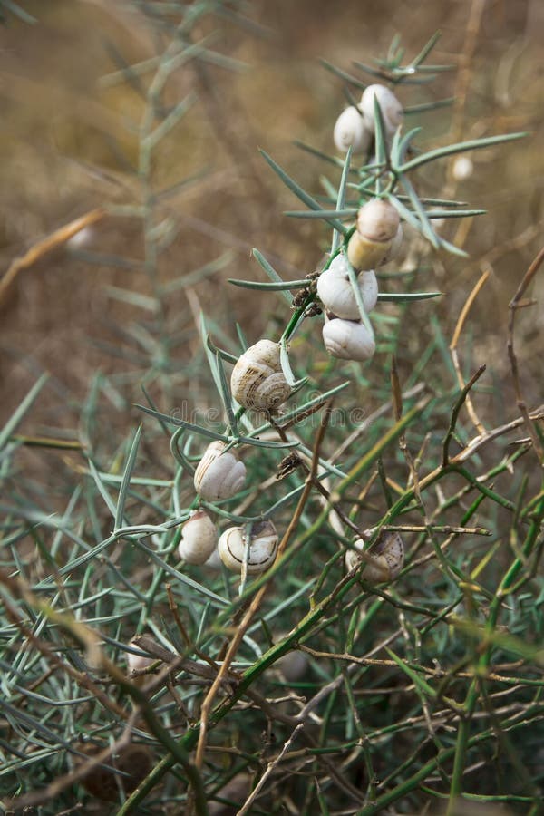 Shells on the grass stock photo. Image of biology, cartoon - 64041656