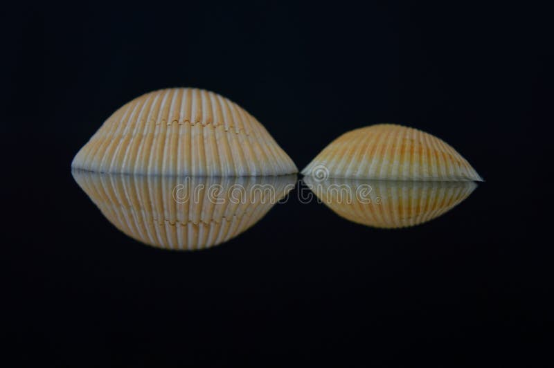 Shells with Great Patterns and Its Reflection Stock Photo - Image of ...